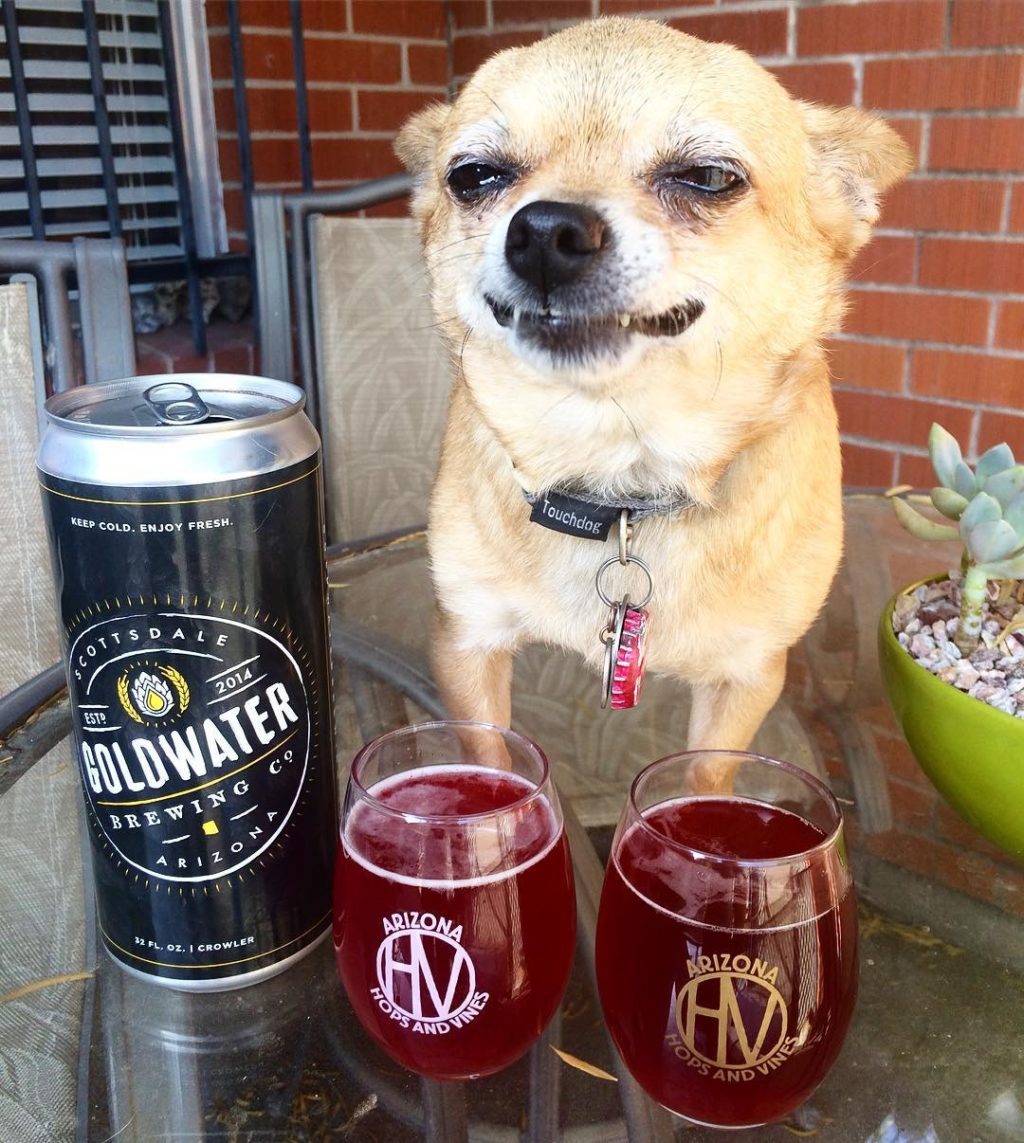 How to Take the Best Beer Pics With Your Pet • Hop Culture