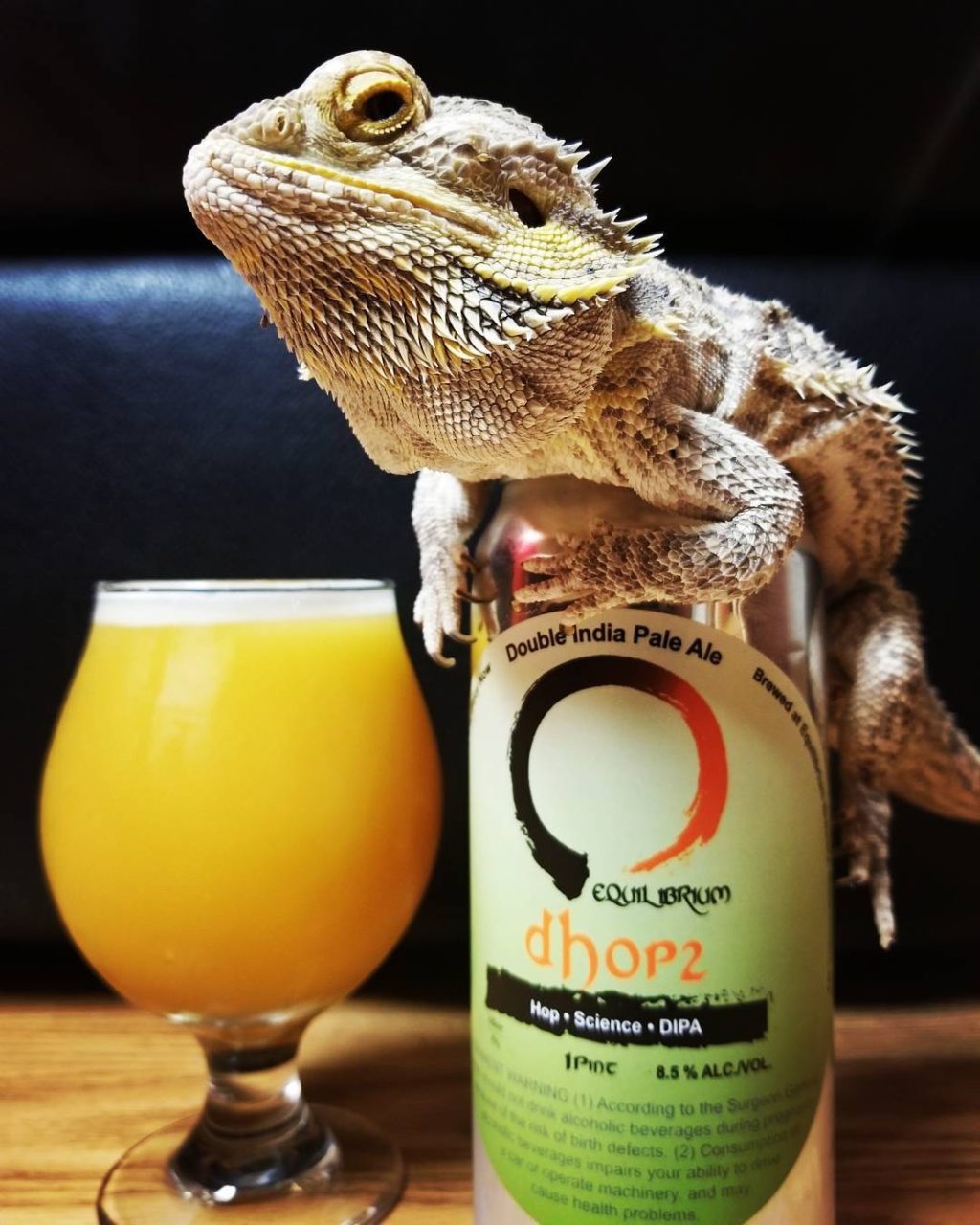 How to Take the Best Beer Pics With Your Pet • Hop Culture