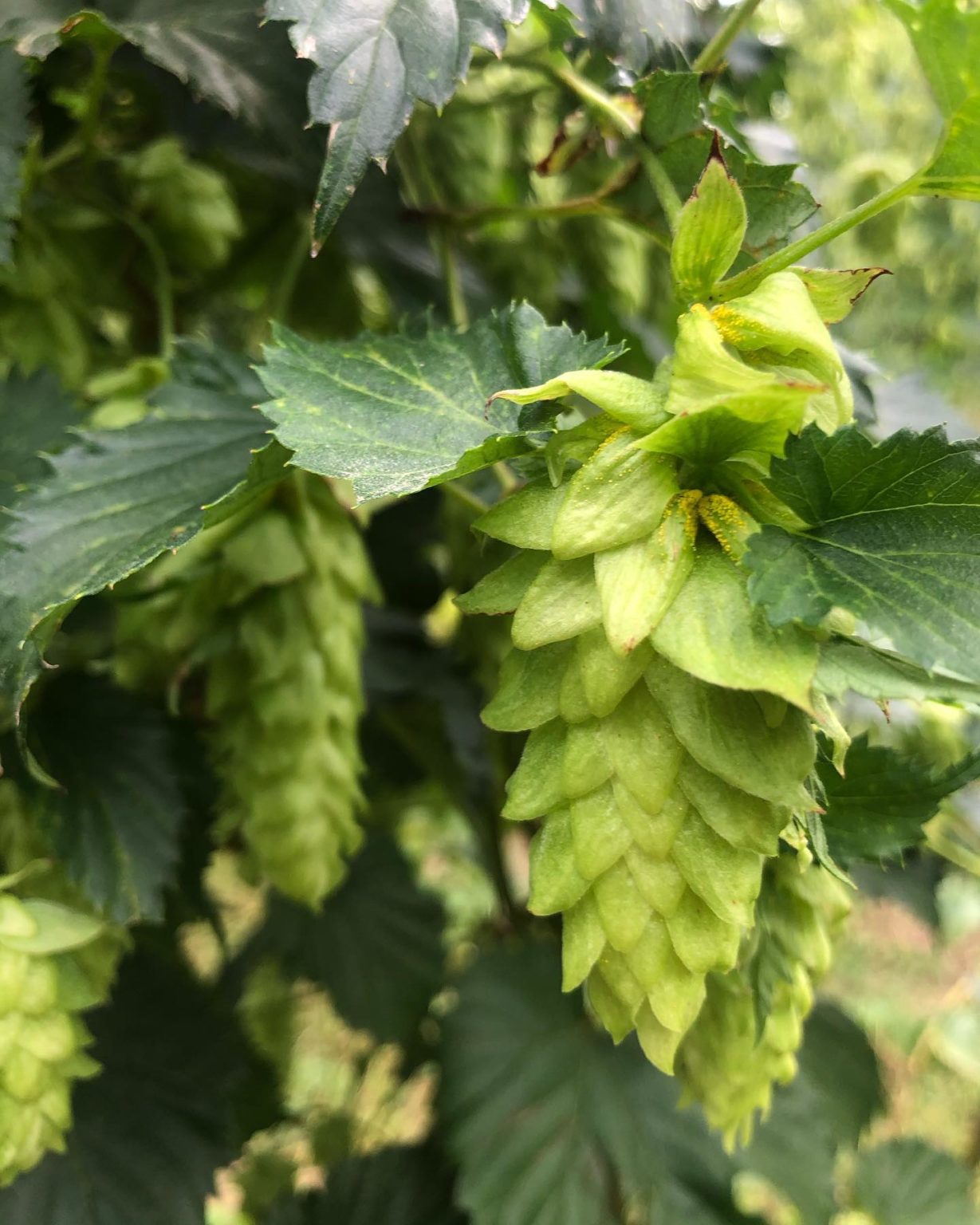 What Are Brewers' Favorite Hops in 2020? • Hop Culture