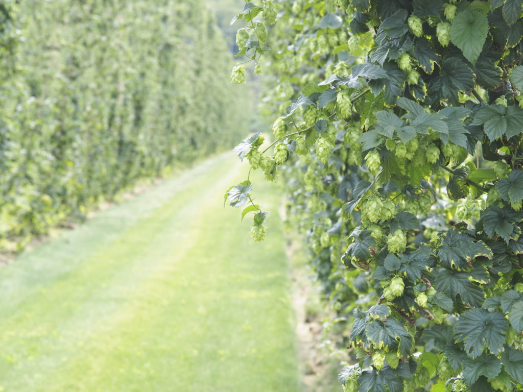 Hop Farms & How to Grow Hops in New England • Hop Culture