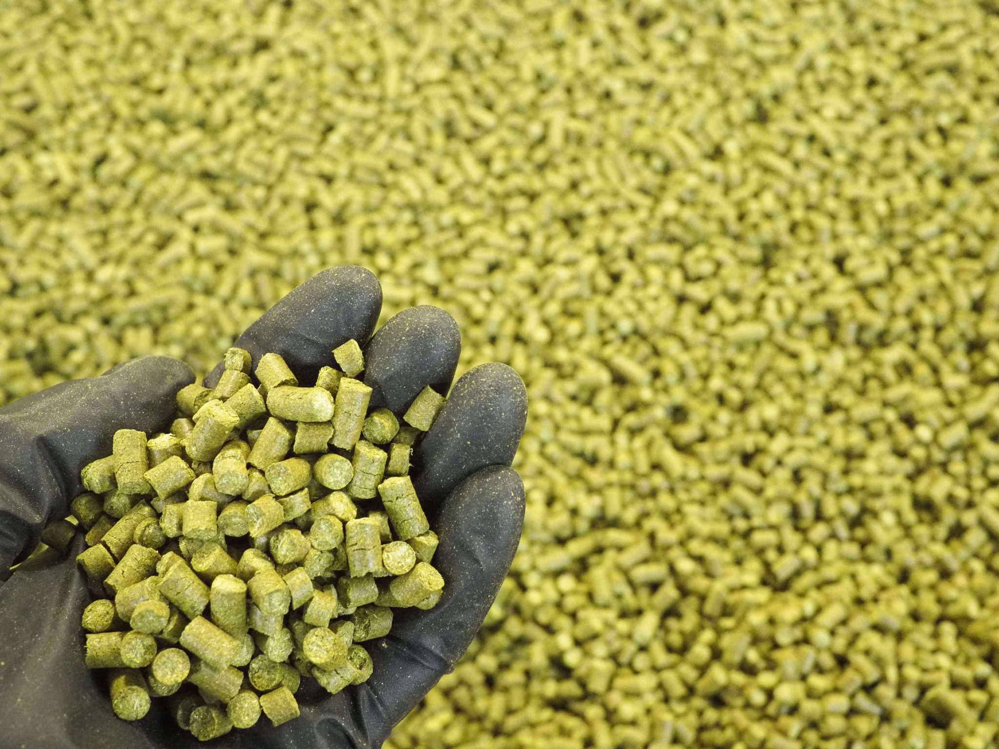 Hop Farms & How to Grow Hops in New England • Hop Culture