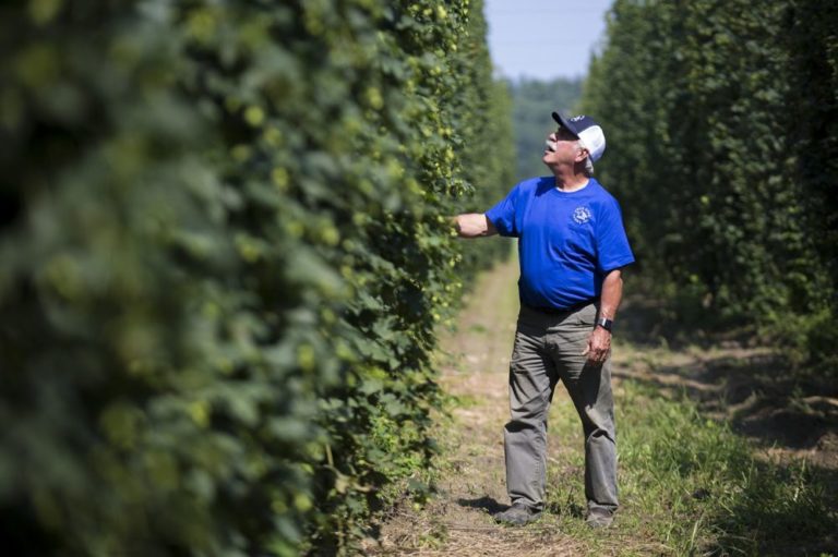 Hop Farms & How to Grow Hops in New England • Hop Culture