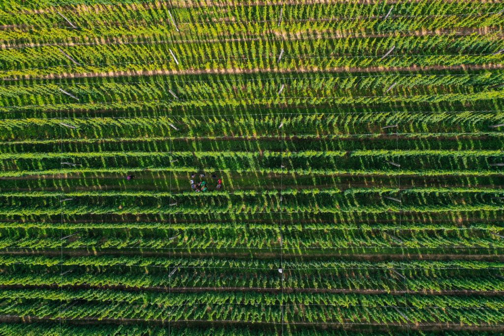 Hop Farms & How to Grow Hops in New England • Hop Culture