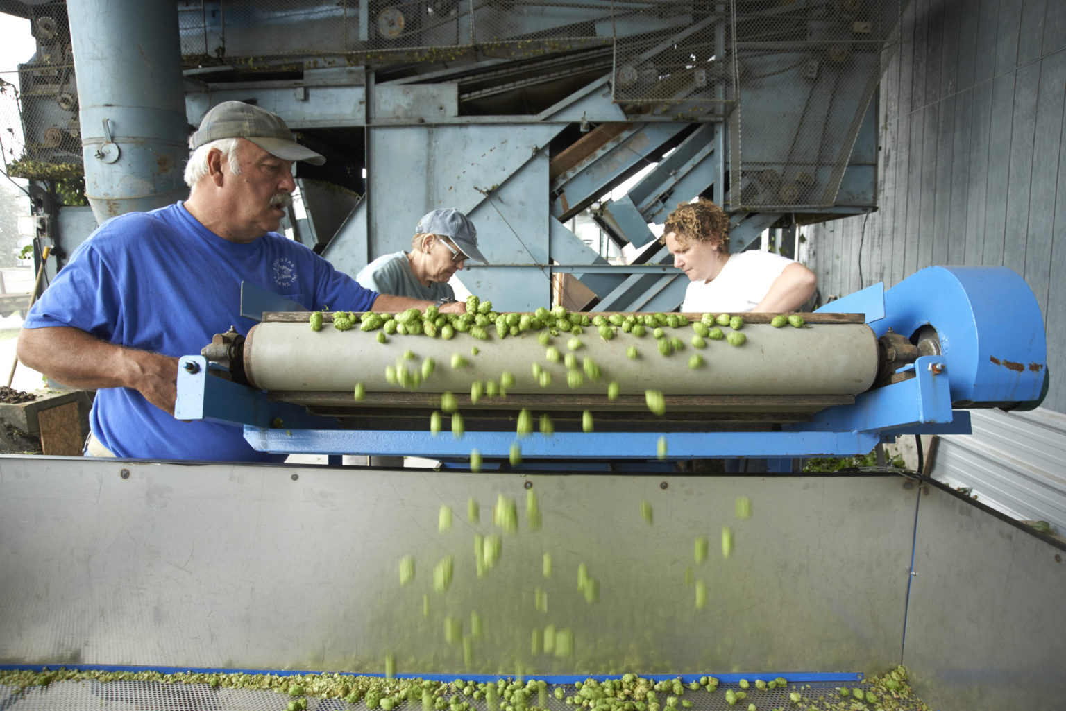 Hop Farms & How to Grow Hops in New England • Hop Culture