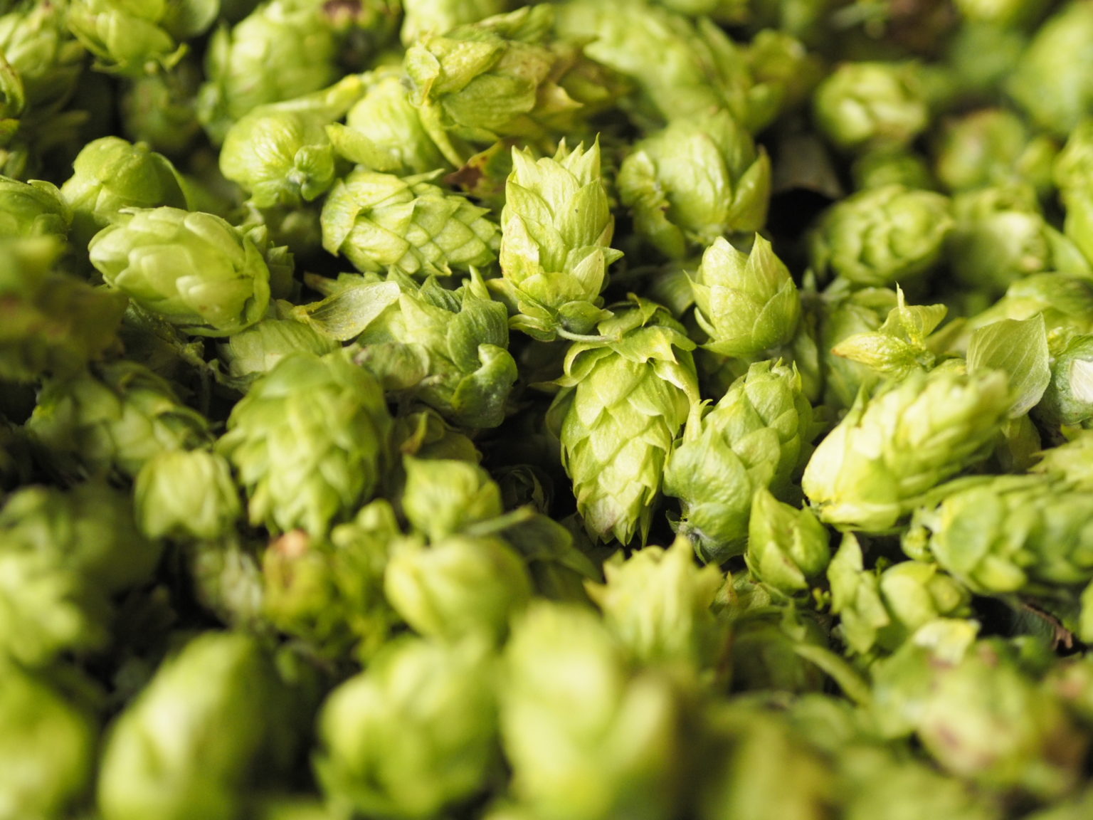 Hop Farms & How to Grow Hops in New England • Hop Culture