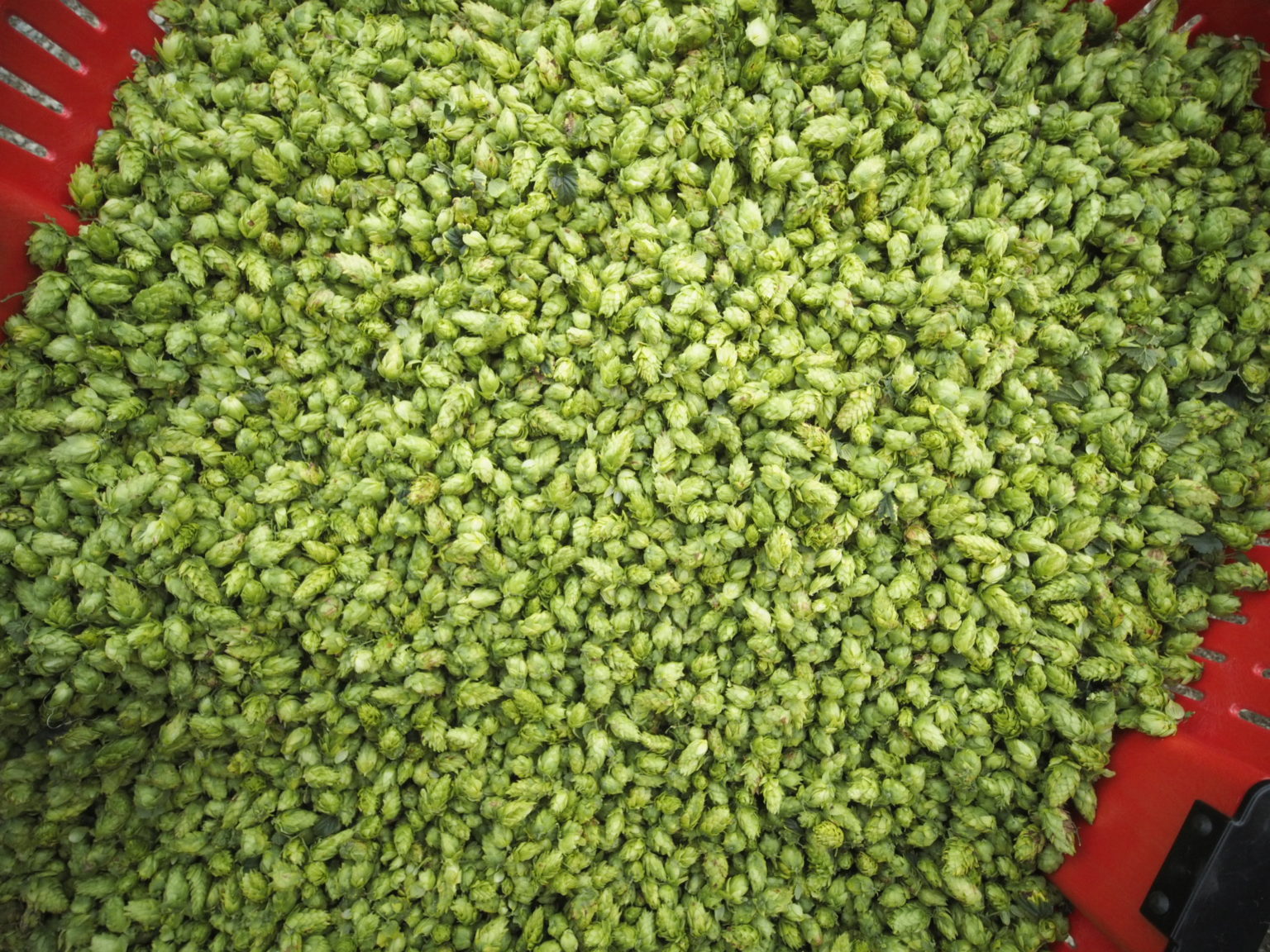 Hop Farms & How to Grow Hops in New England • Hop Culture