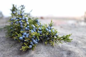 What Is a Gruit? • Hop Culture