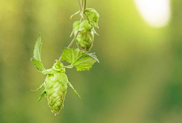 The 5 Hottest Hops of 2022, According to an Expert • Hop Culture