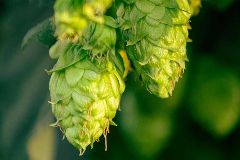 The 5 Hottest Hops of 2022, According to an Expert • Hop Culture