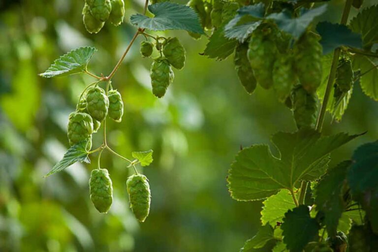 Top 3 Awesome Australian Hops: Discover the Hops Reshaping Craft Beer ...