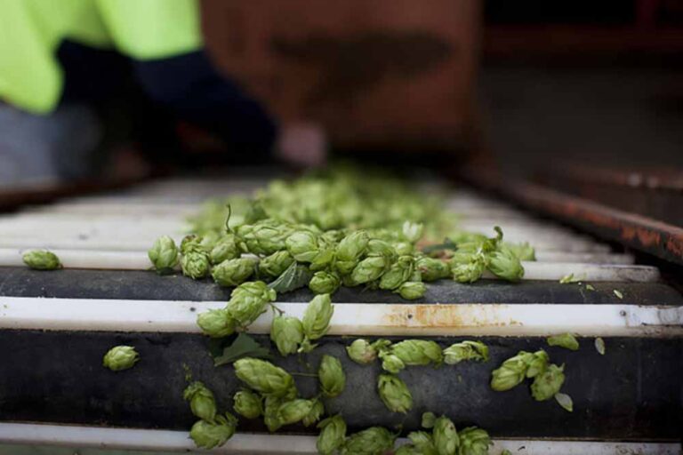 We Asked 15 Brewers: What Is Your Favorite Hop? • Hop Culture