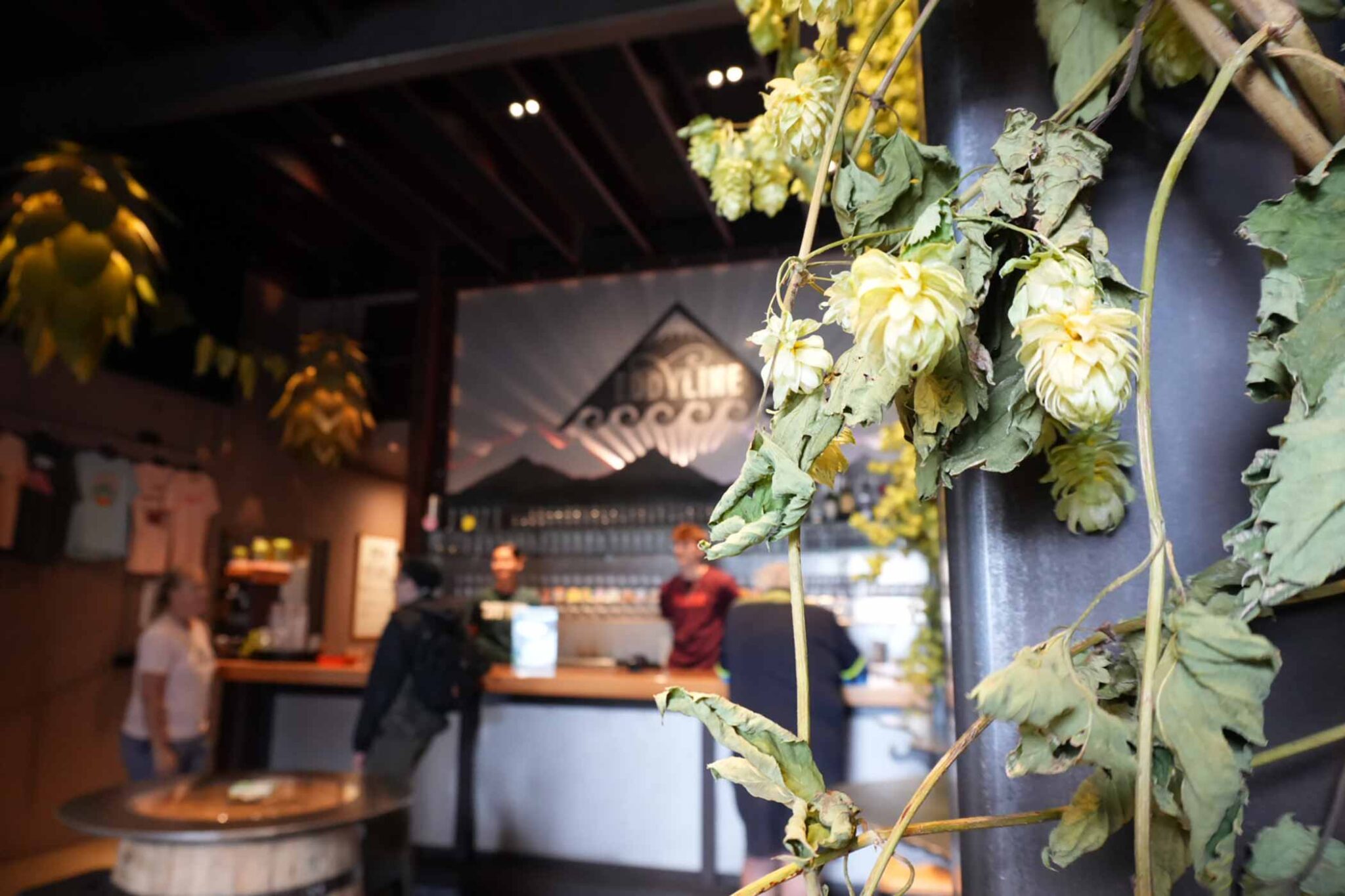 Eddyline Brewery: From the Top of the Mountain to the Bottom of the ...