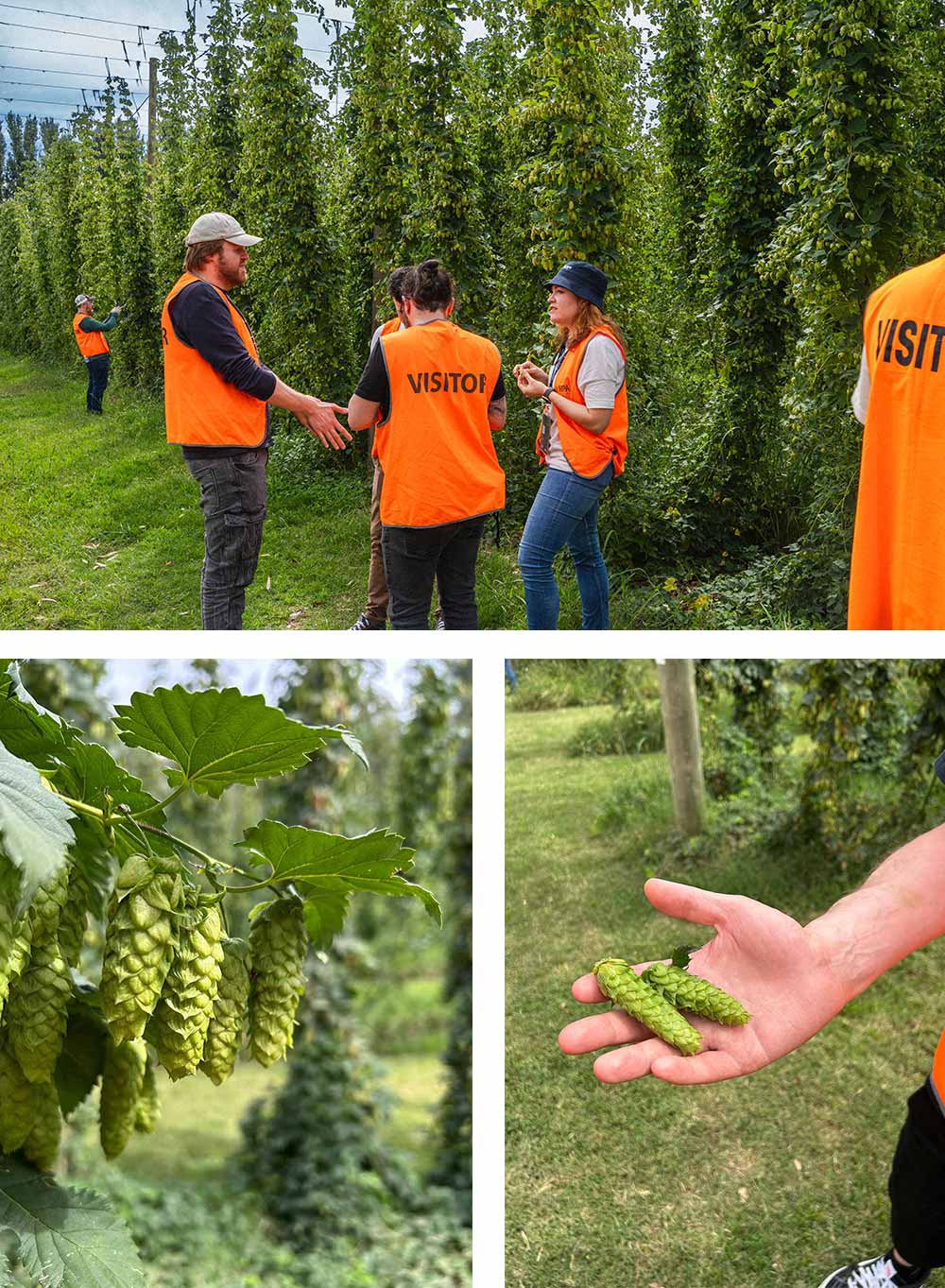 Crushing Cones and Crafting Connections: How HPA and HAAS Are Shaping ...